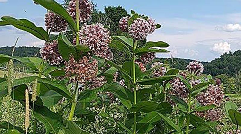 Growing hope: Cultivating milkweed and protecting the monarchs – The Equity